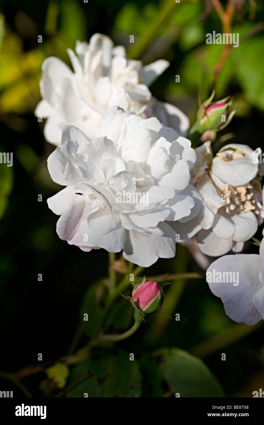 patio rose with white flowers in a uk garden Stock Photo - Alamy