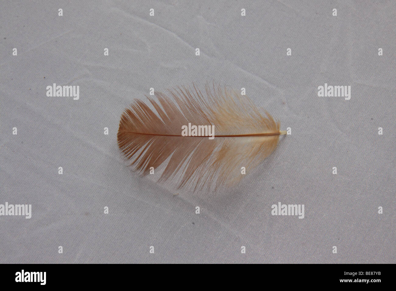brown feather from chicken Stock Photo - Alamy