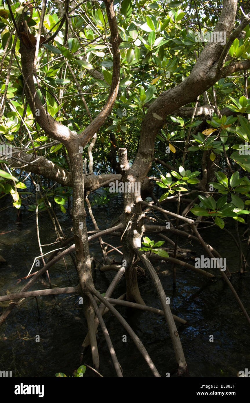 Rhizophora mucronata hi-res stock photography and images - Alamy