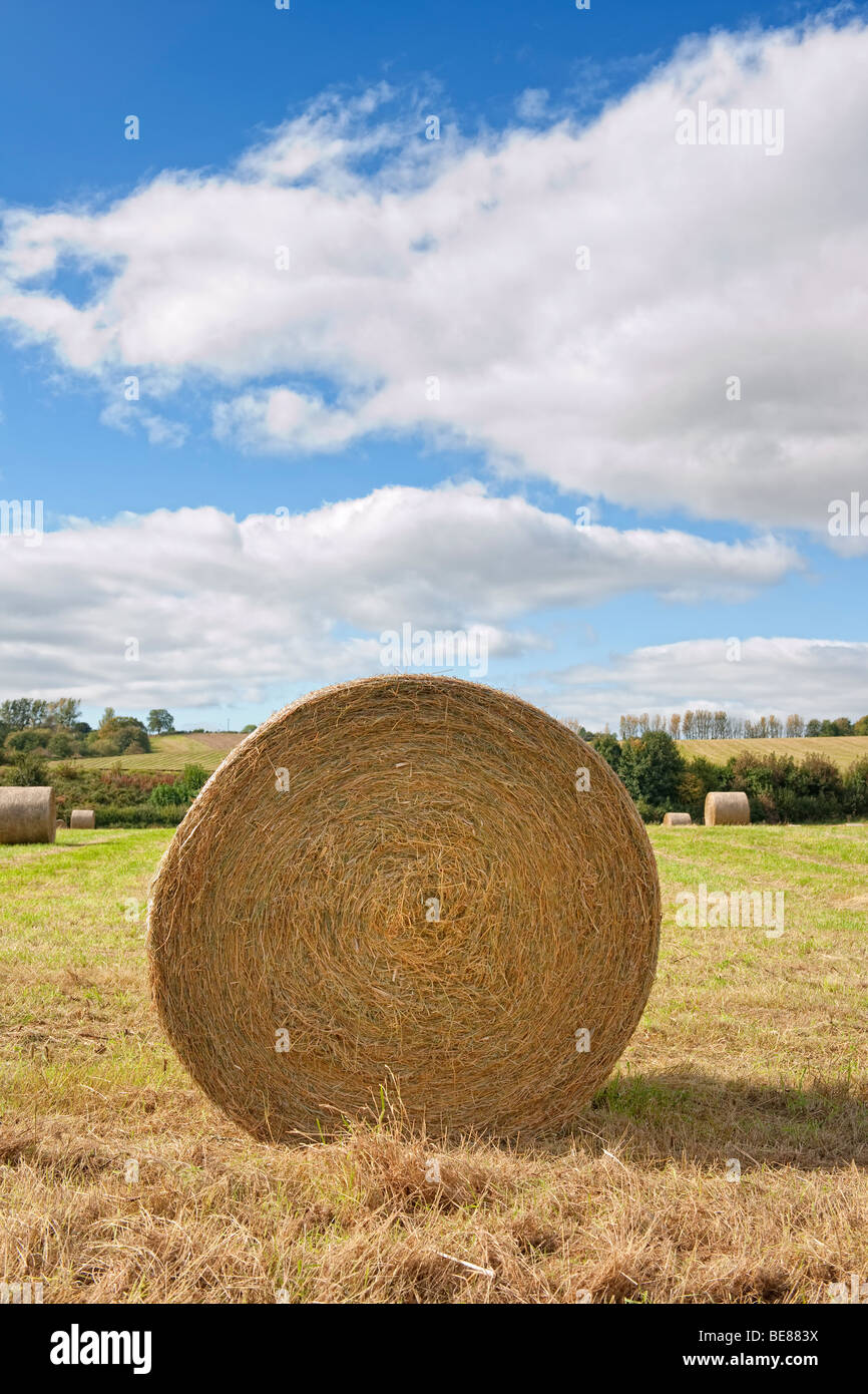 Round hay bale in a field in Arley, Shropshire Stock Photo - Alamy