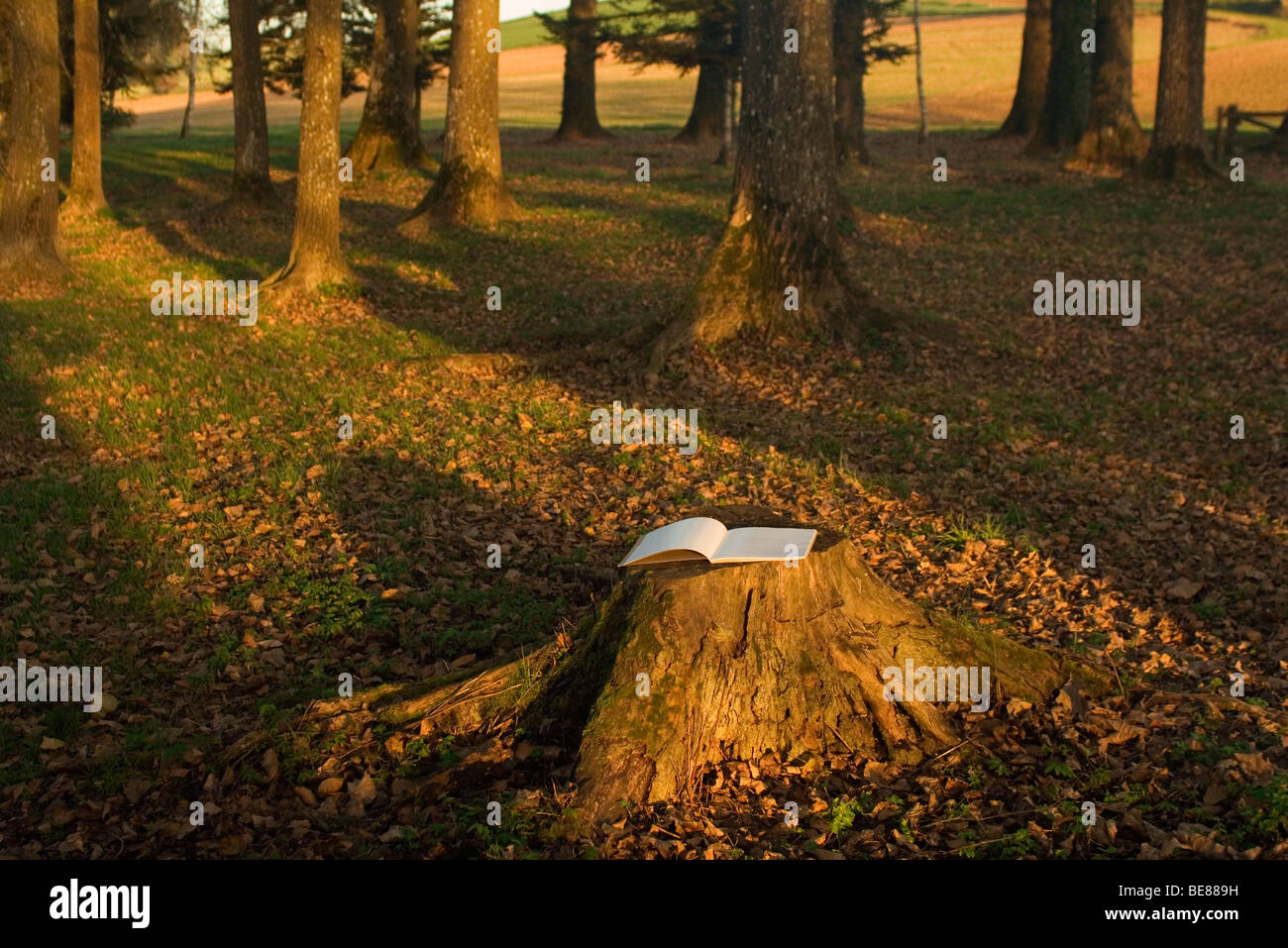Tree stumps in open hi-res stock photography and images - Alamy