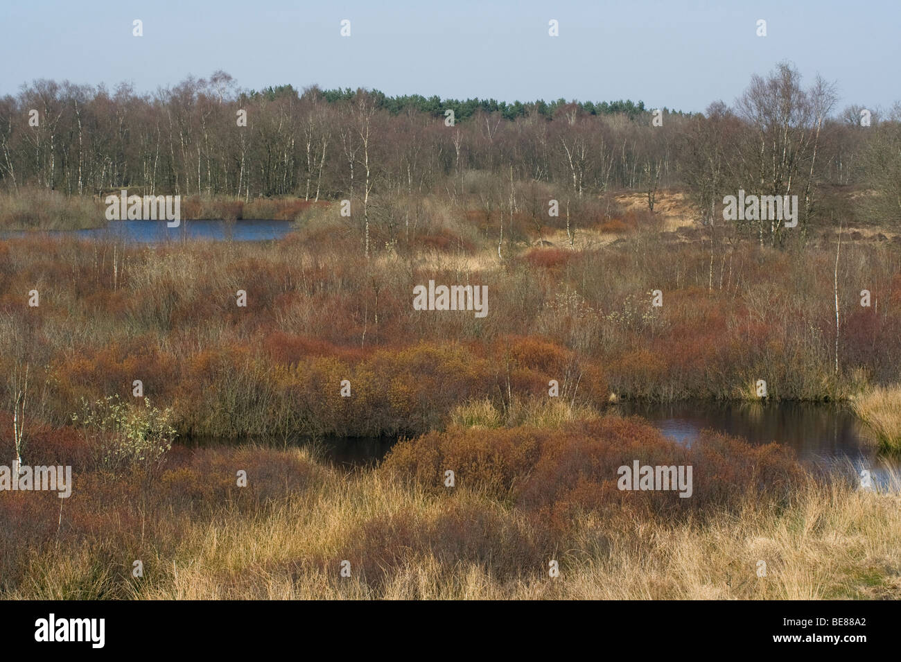 Bloeiende gagel en hoogveen in de Gasterse Duinen Stock Photo - Alamy
