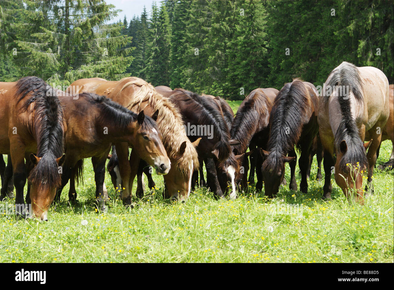 Horses in Muranska planina. Slovakia Stock Photo - Alamy