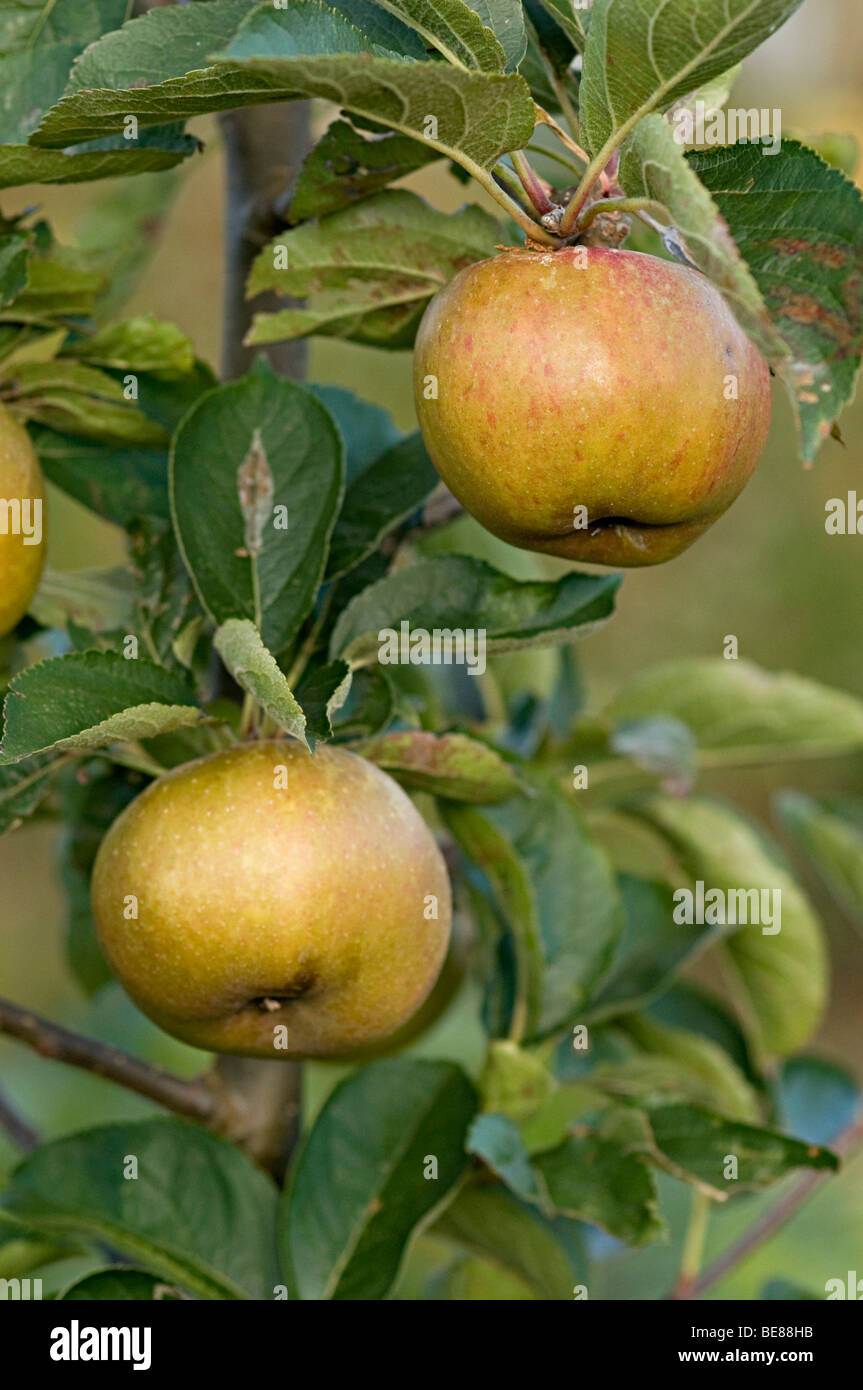 two apples on an apple ready to pick and eat Stock Photo - Alamy