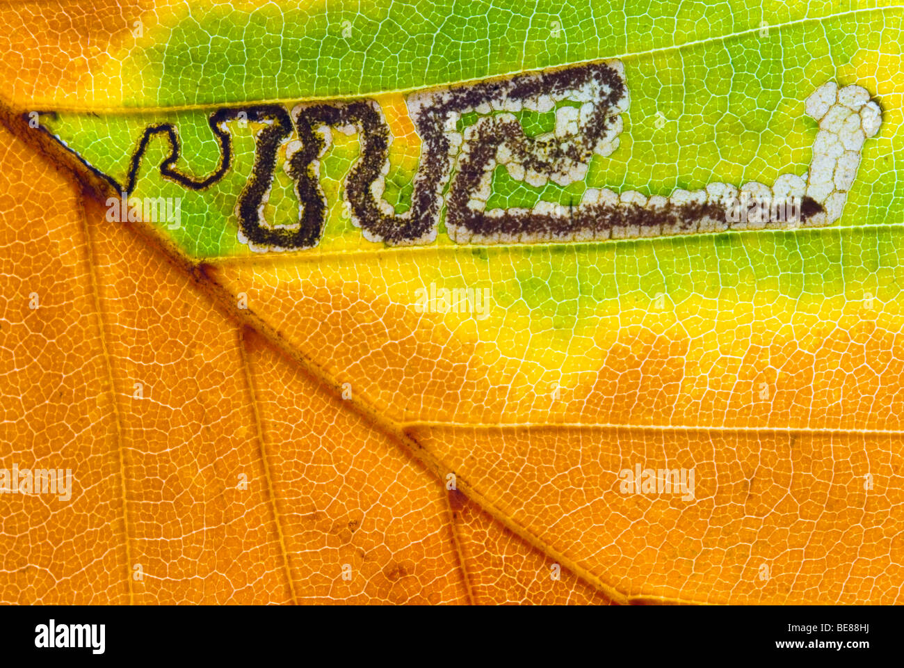 Bosecosysteem hi-res stock photography and images - Alamy