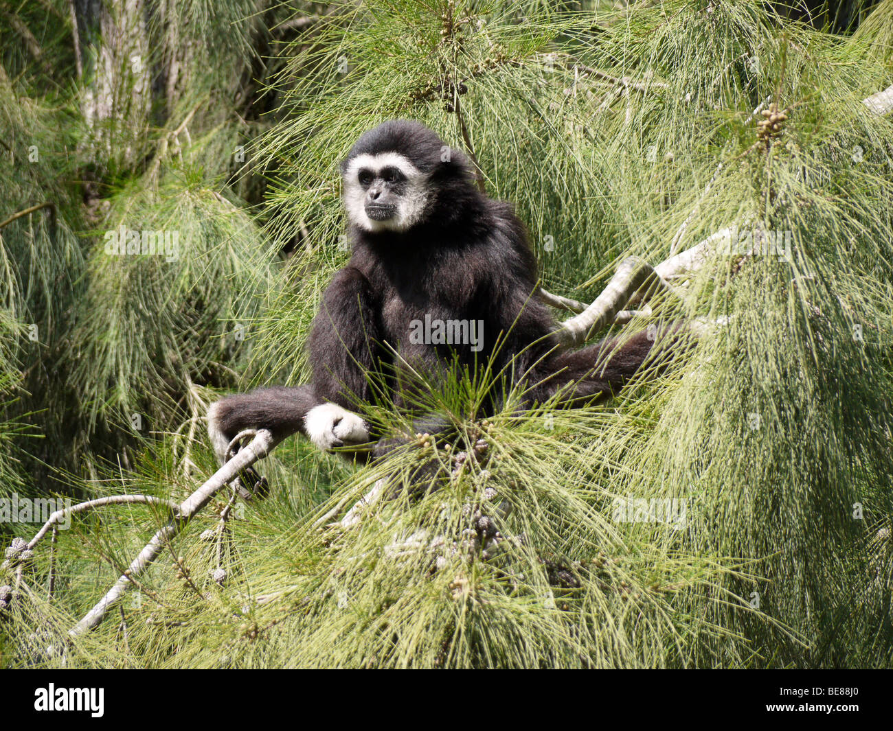 White-handed gibbon (Hylobates lar Stock Photo - Alamy