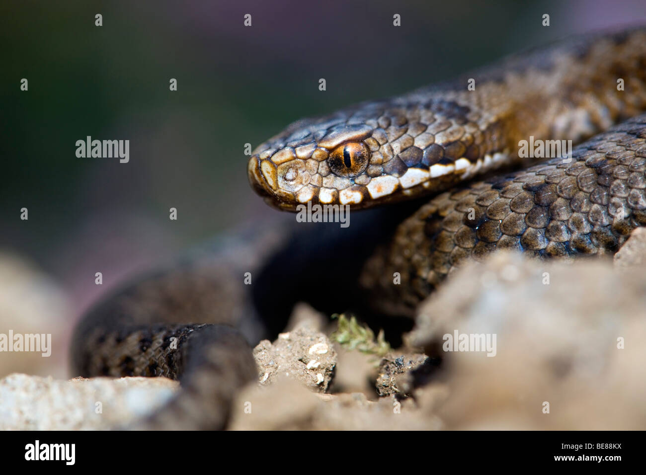 adder; Vipera berus; cornwall Stock Photo - Alamy