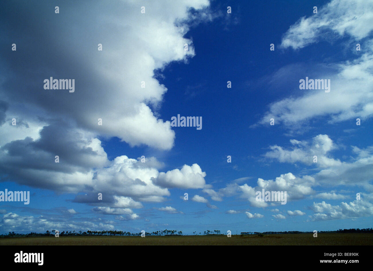 USA Florida Everglades Dramatic clouds in a blue sky Stock Photo - Alamy