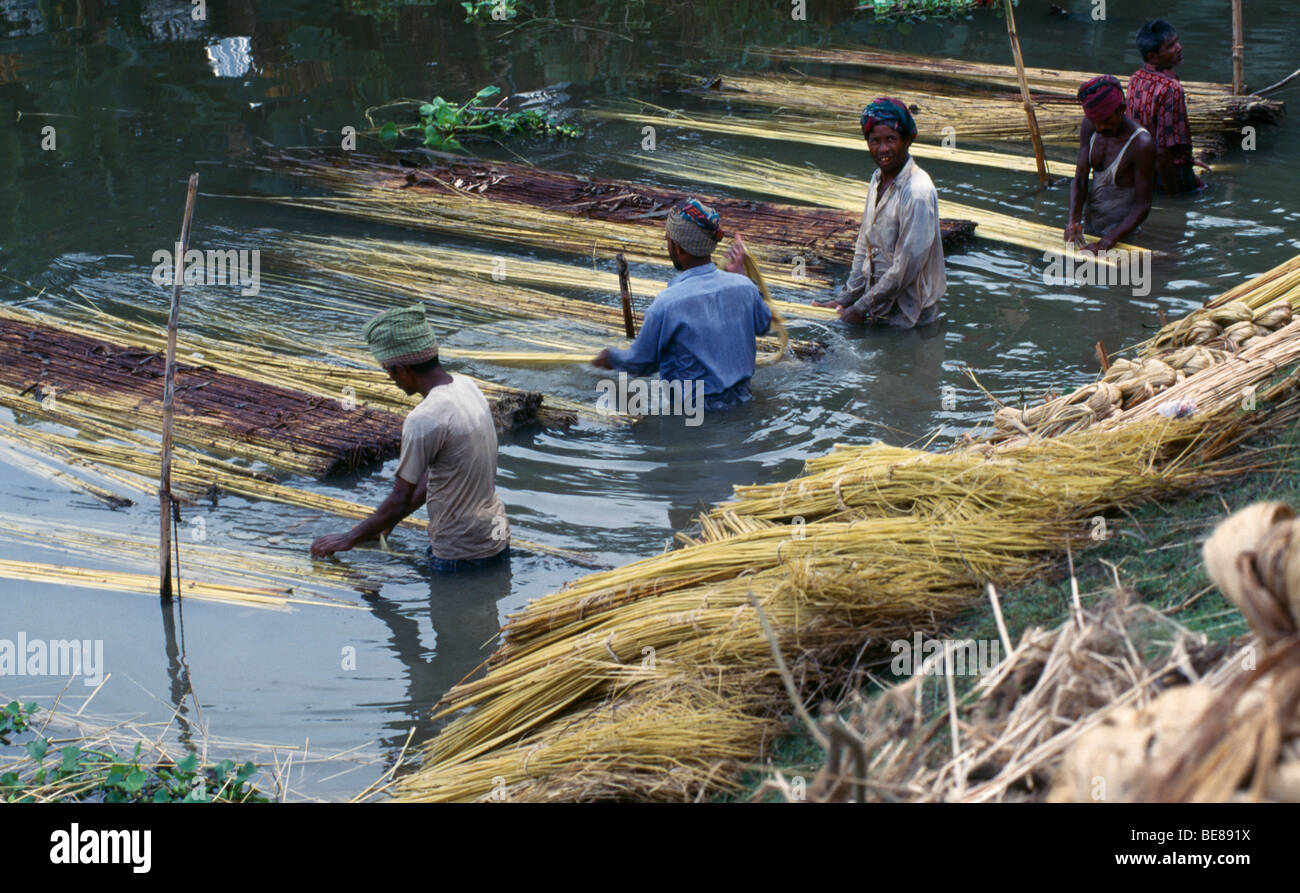 BANGLADESH Jute Farm Workers preparing jute fibre in water Stock Photo ...