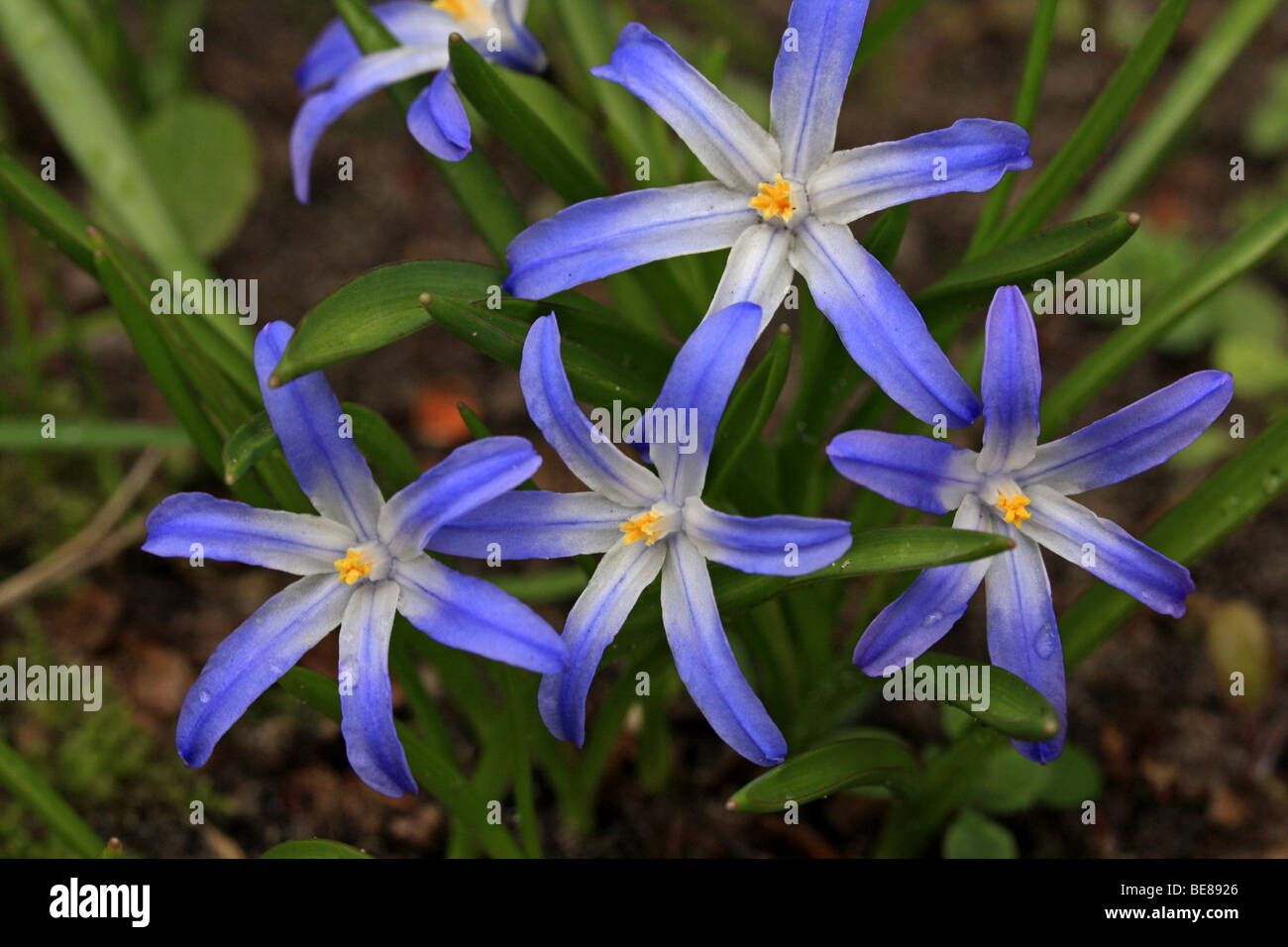 Grote Bloem High Resolution Stock Photography and Images - Alamy