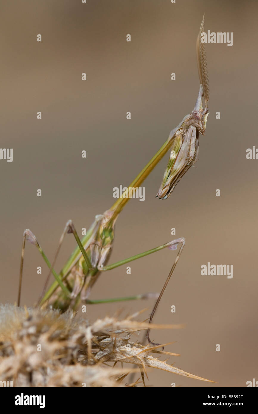 Bidsprinkhaan hi-res stock photography and images - Alamy