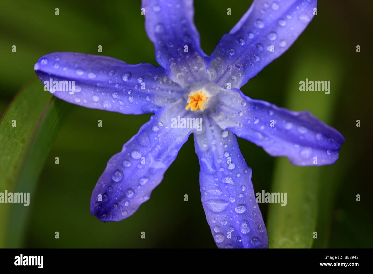 Bloem hi-res stock photography and images - Alamy