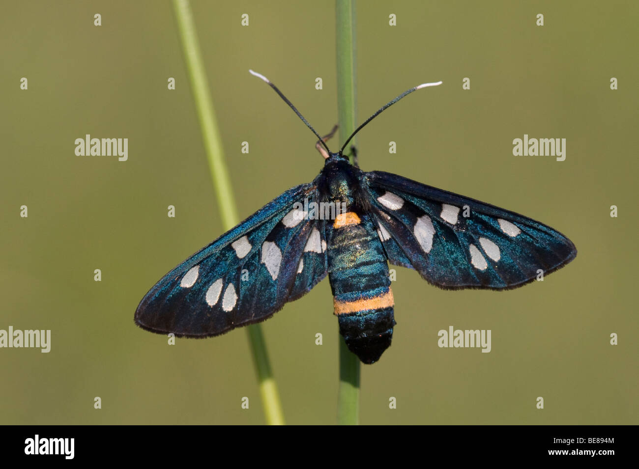 Nine spotted hi-res stock photography and images - Alamy