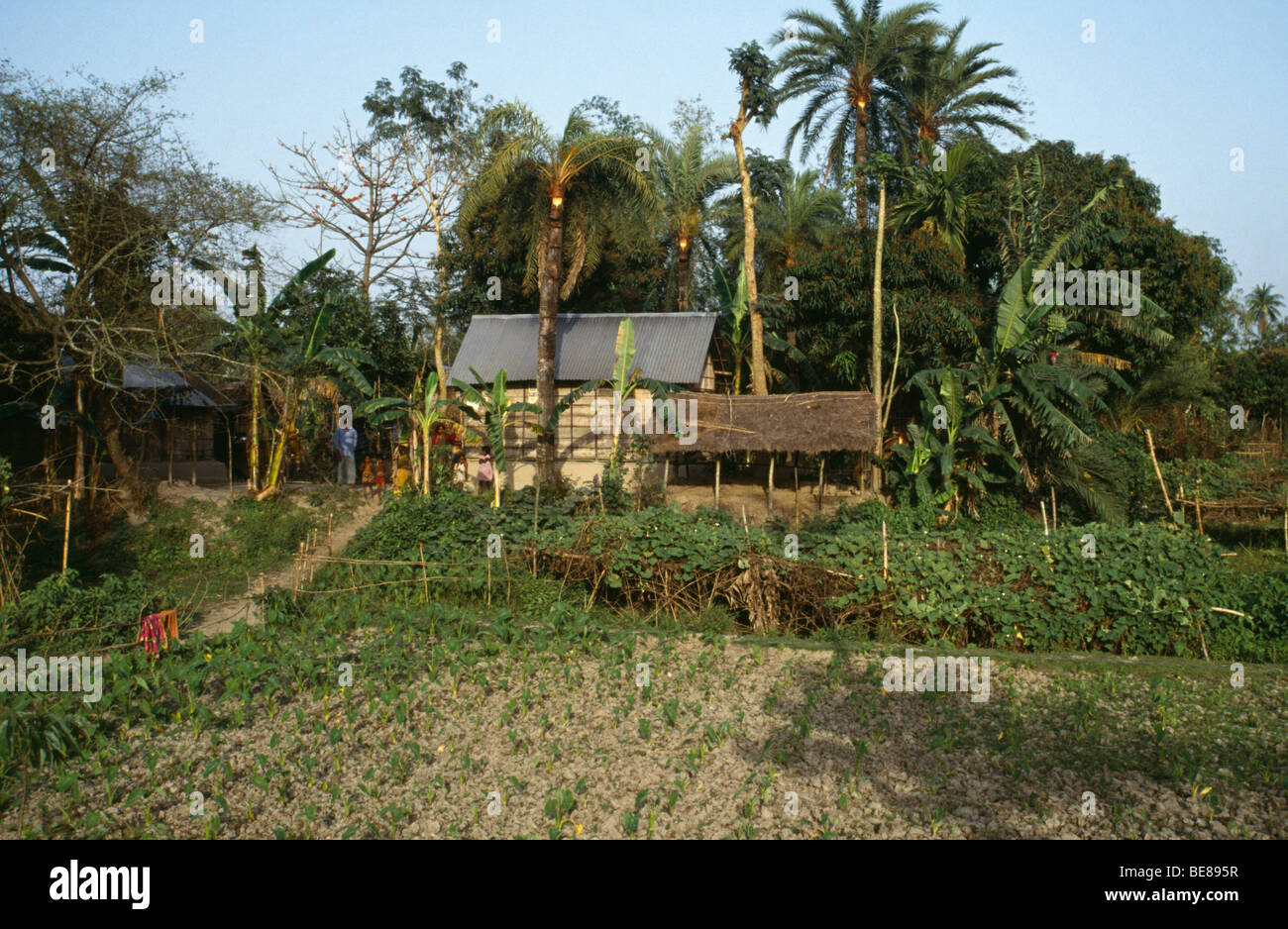 BANGLADESH Shariatpur Family smallholding farm with thatched ...