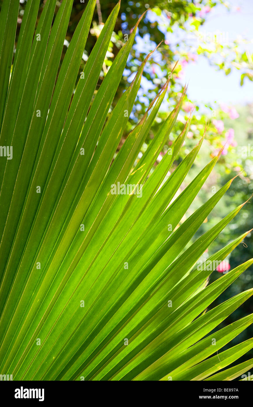 Fan leaf tree hi-res stock photography and images - Alamy