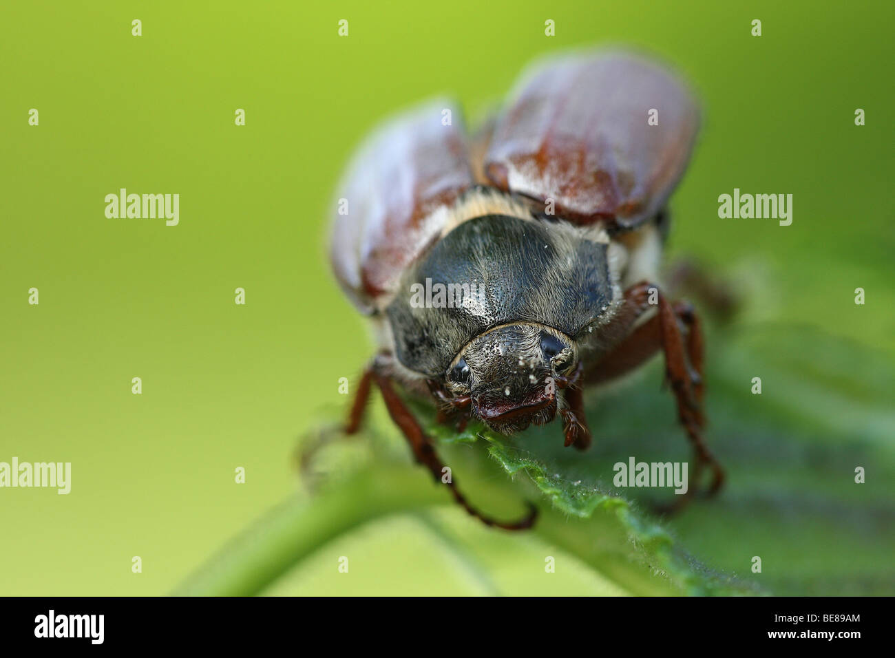Meikever (Melolontha melolontha), Belgi Common cockchafer (Melolontha ...