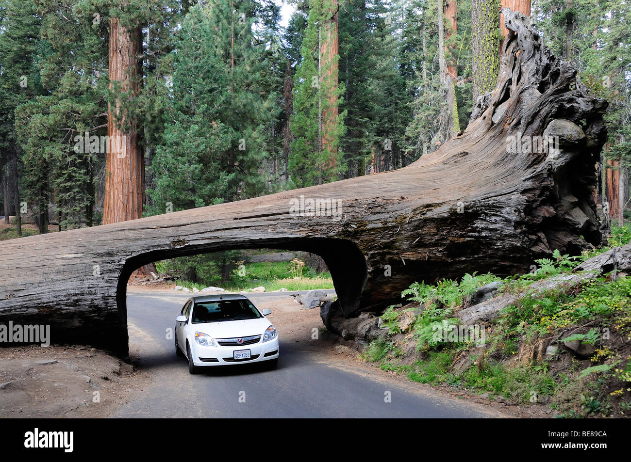 Sequioa National Park High Resolution Stock Photography and Images - Alamy