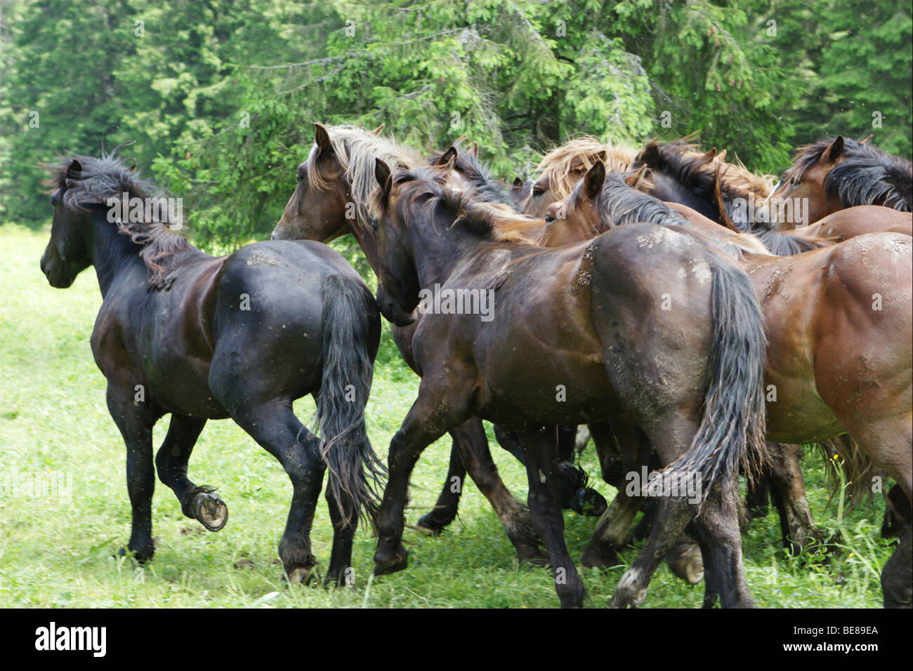 Bayhorse hi-res stock photography and images - Alamy