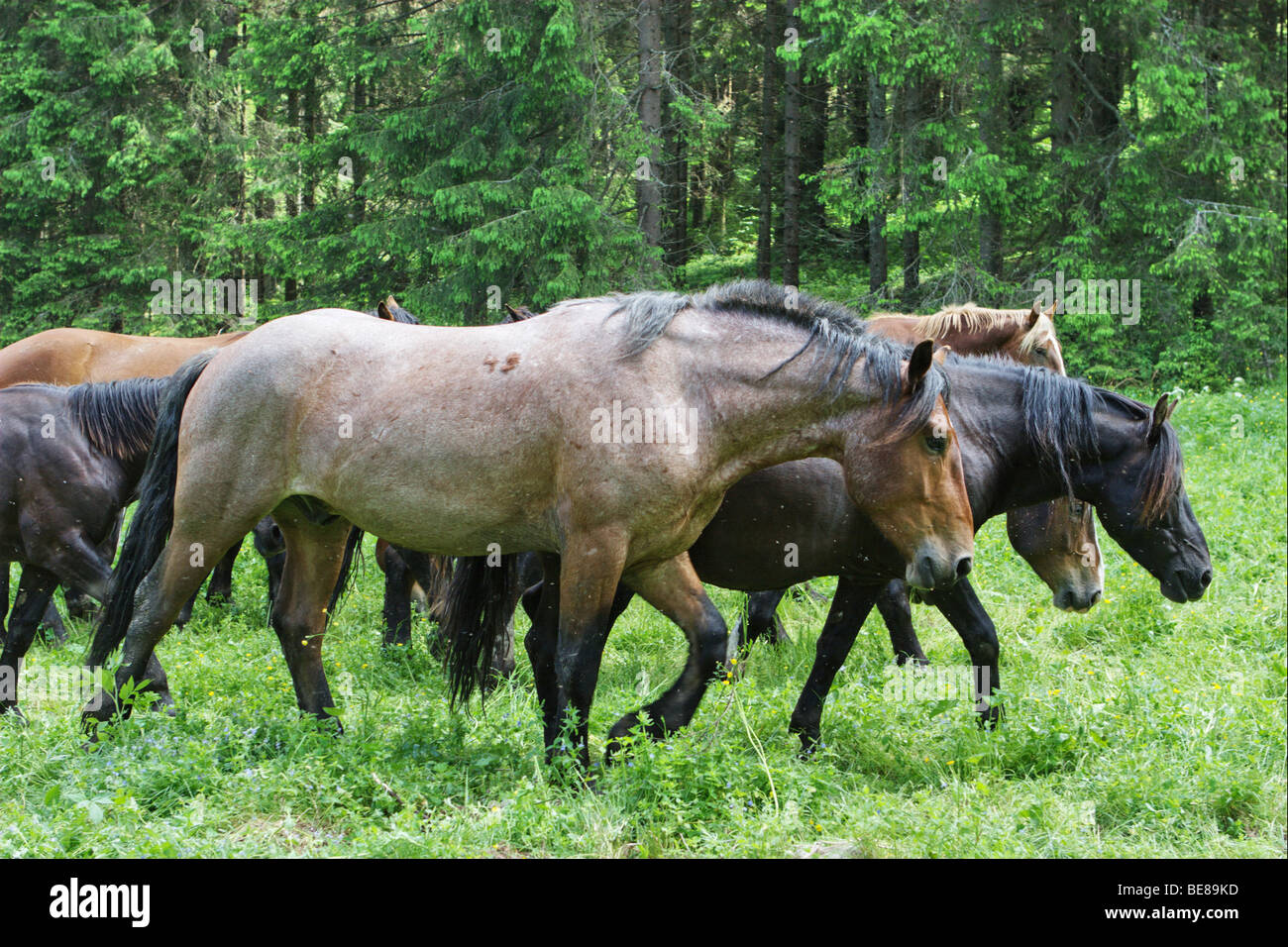 Muranska planina hi-res stock photography and images - Alamy