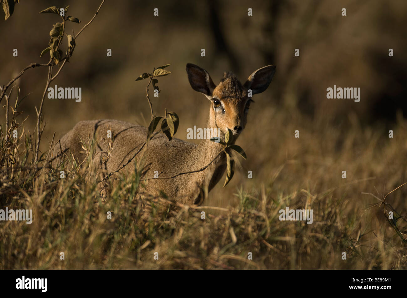 Kirk's dik-dik (Madoqua kirki) ewe, Hell's gate National Park, Naivasha ...