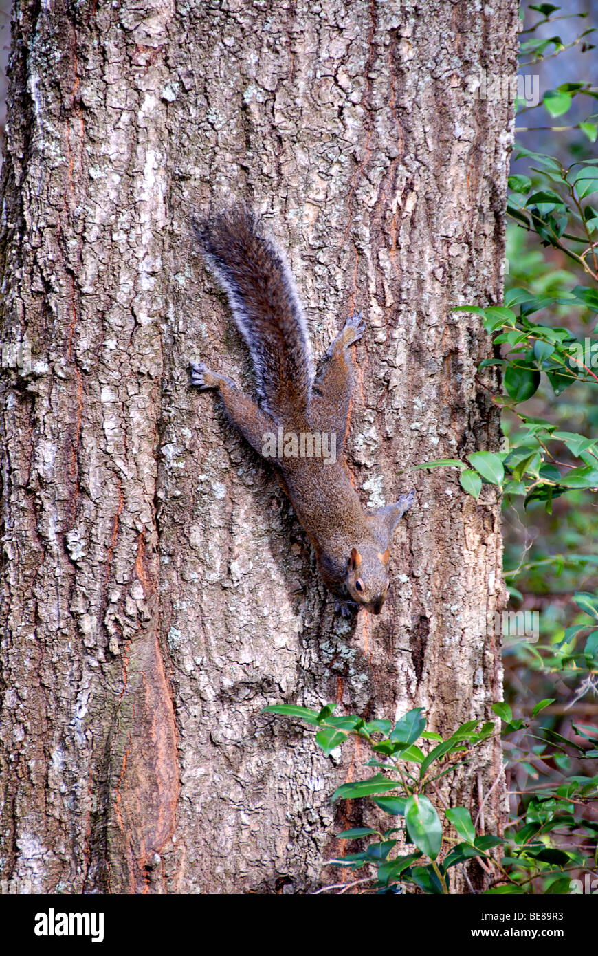 USA Georgia Savannah Squirrel climbing down a tree Stock Photo - Alamy