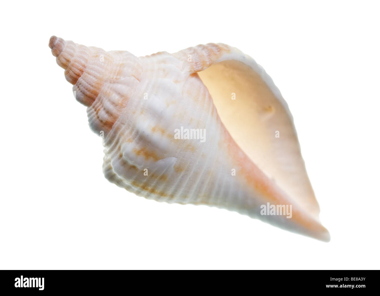 seashell isolated on white background Stock Photo - Alamy