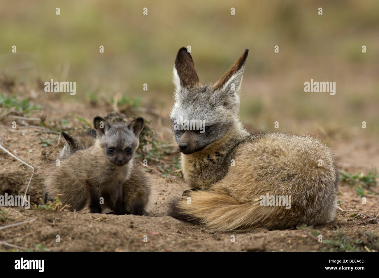 Bat-eared fox with pups (Otocyon megalotis), Maasai Mara National ...
