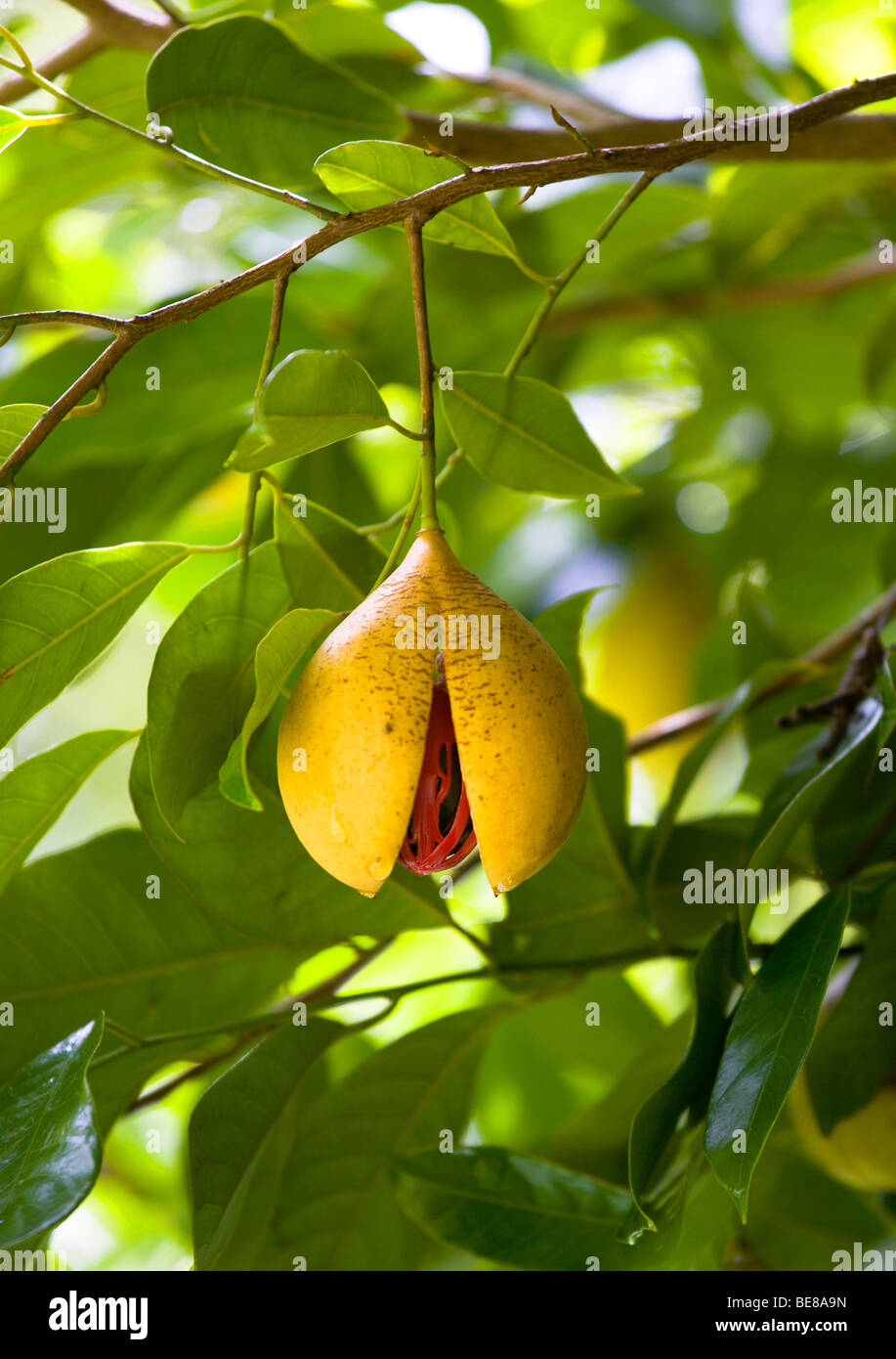 WEST INDIES Caribbean Grenadines Grenada St John Parish Ripe yellow ...