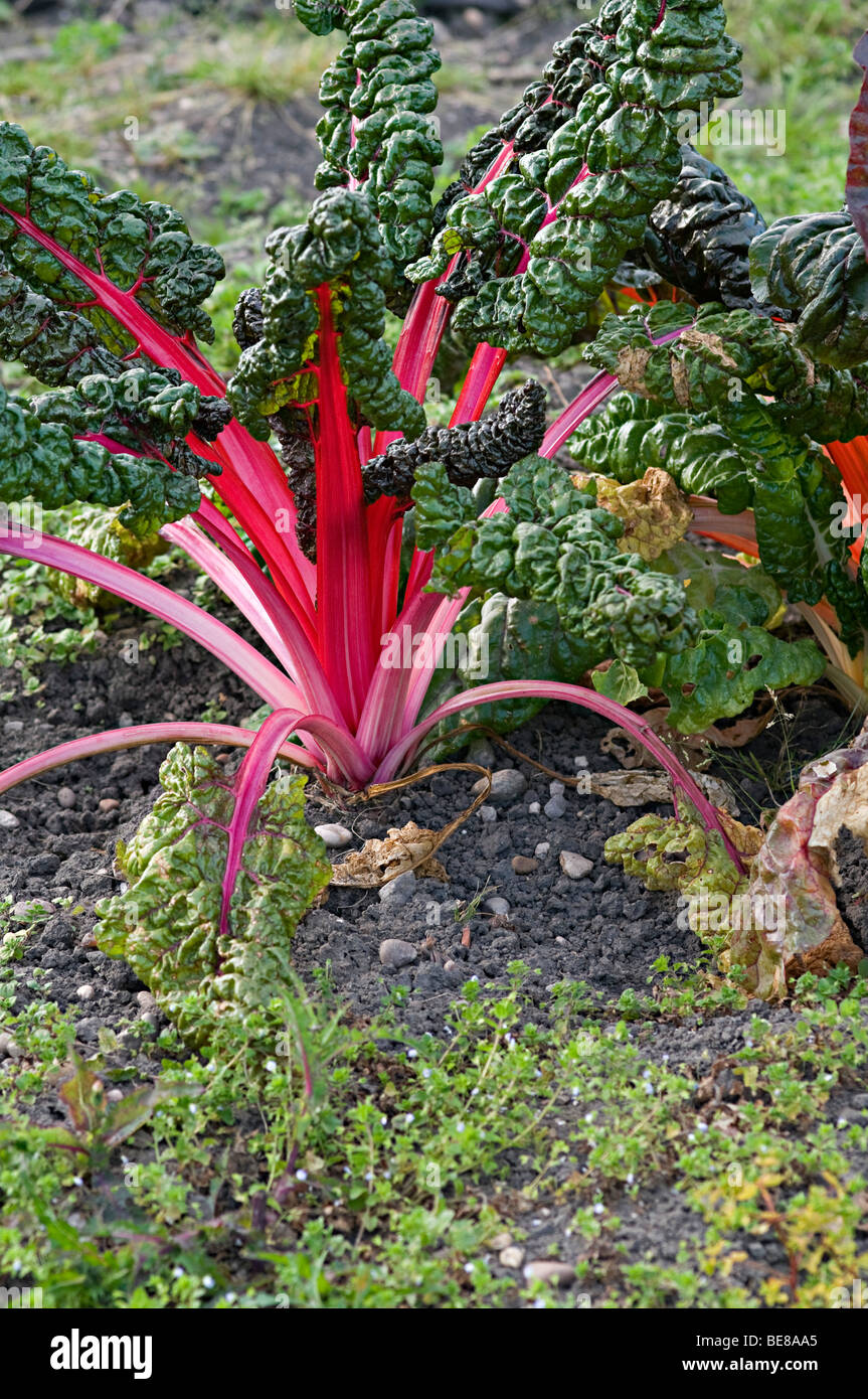 The kitchen garden birmingham hi-res stock photography and images - Alamy