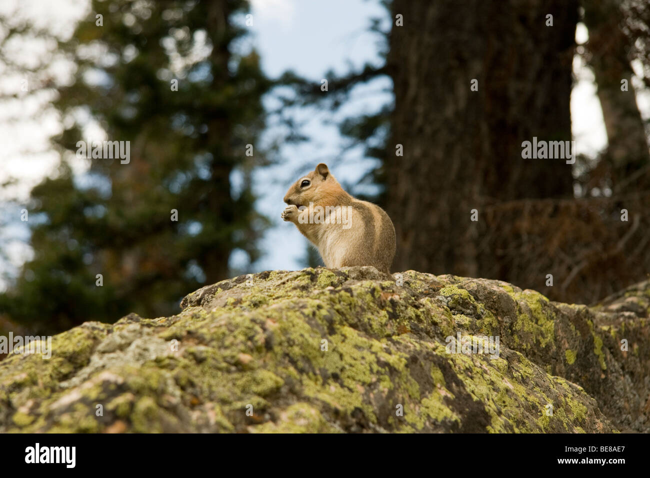 Golden Mantled Ground Squirrel, Citellus lateralis, Rocky Mountain ...