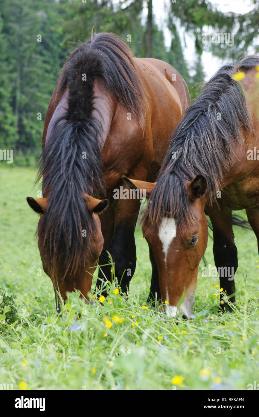 Slovakia eating hi-res stock photography and images - Alamy