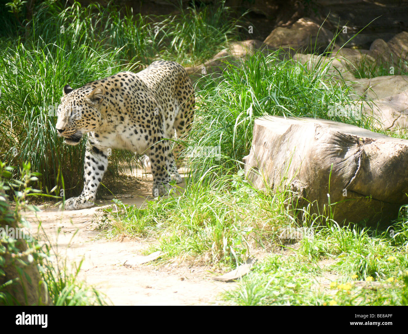 Leopard panthera pardus zoo hi-res stock photography and images - Alamy