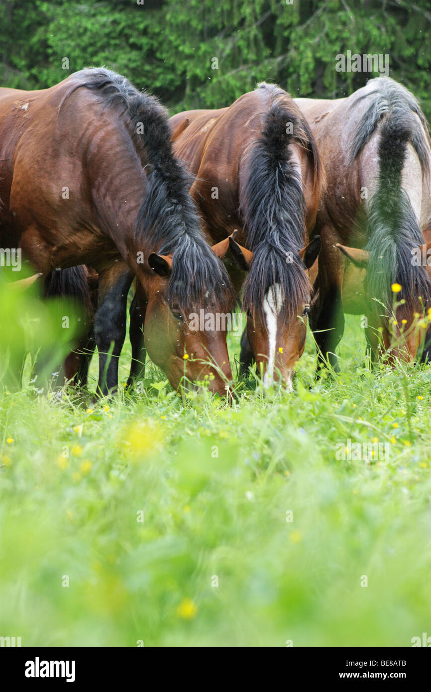 Horses in Muranska planina. Slovakia Stock Photo - Alamy