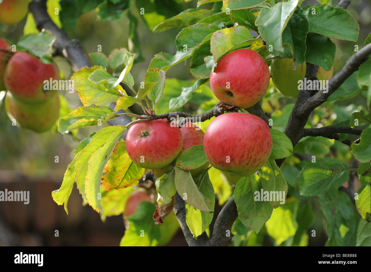 Ripe red apples Stock Photo - Alamy