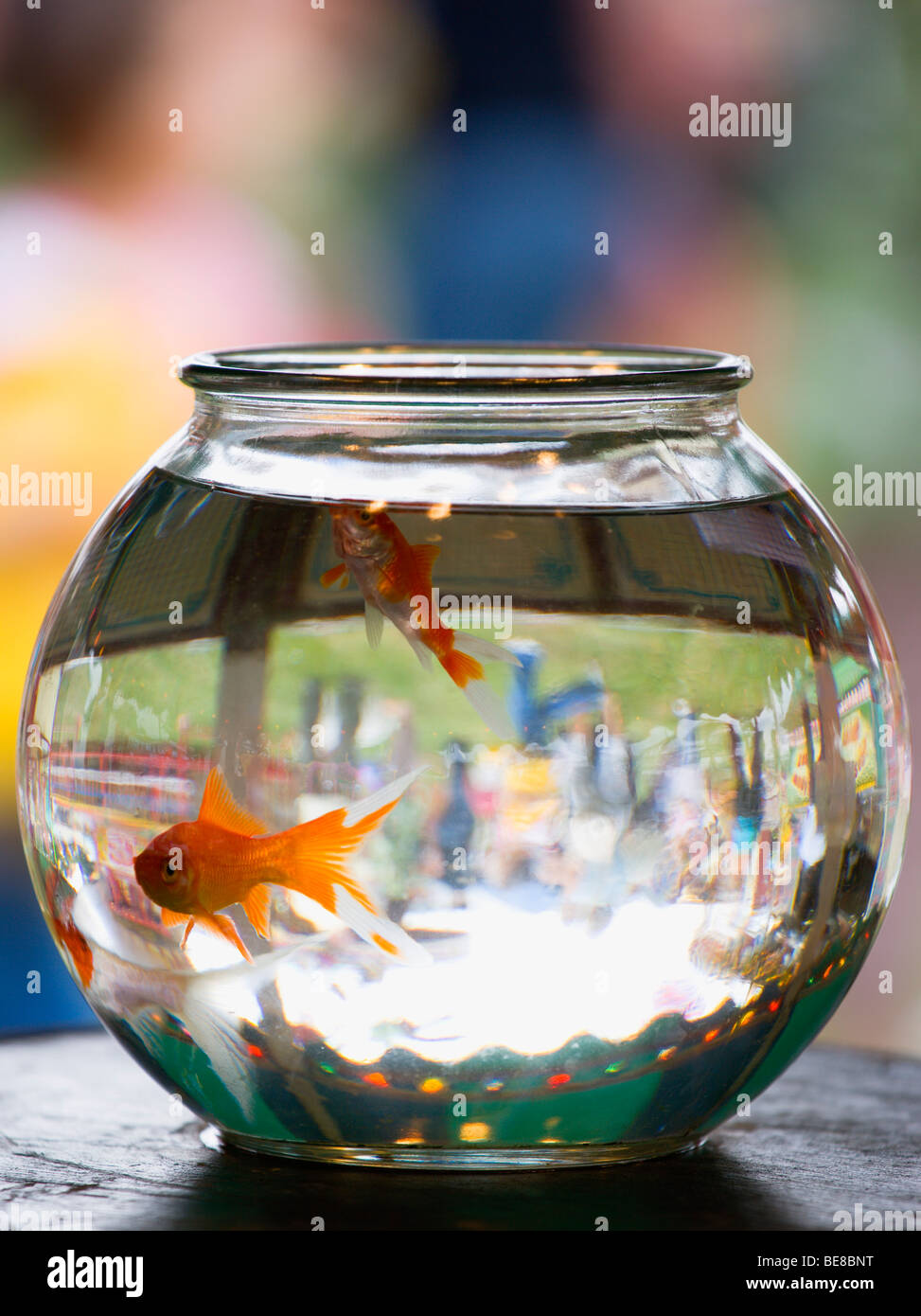 England West Sussex Findon Village Sheep Fair Goldfish in glass bowl ...