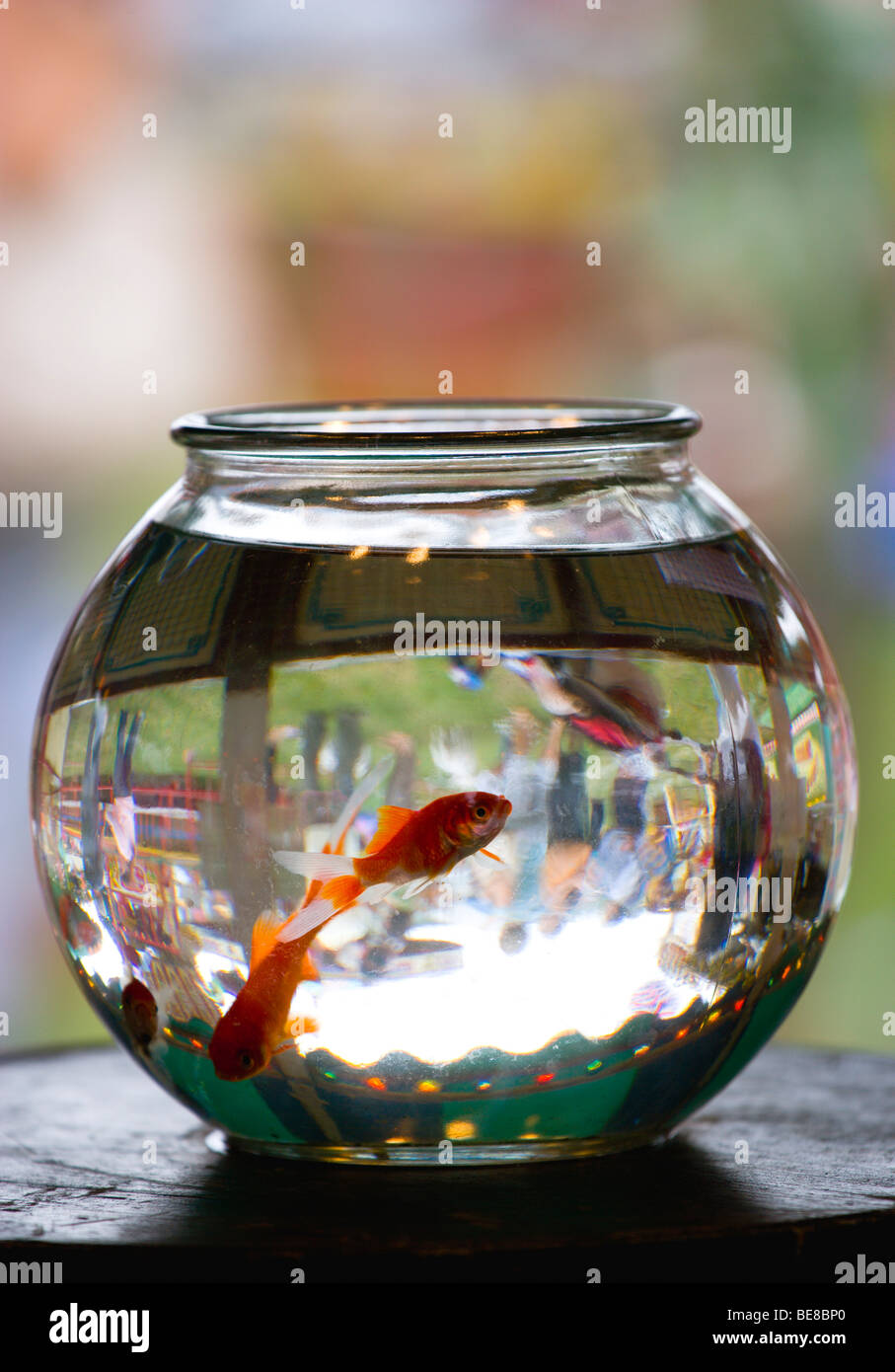 ENGLAND West Sussex Findon Village Sheep Fair Goldfish in glass bowl ...
