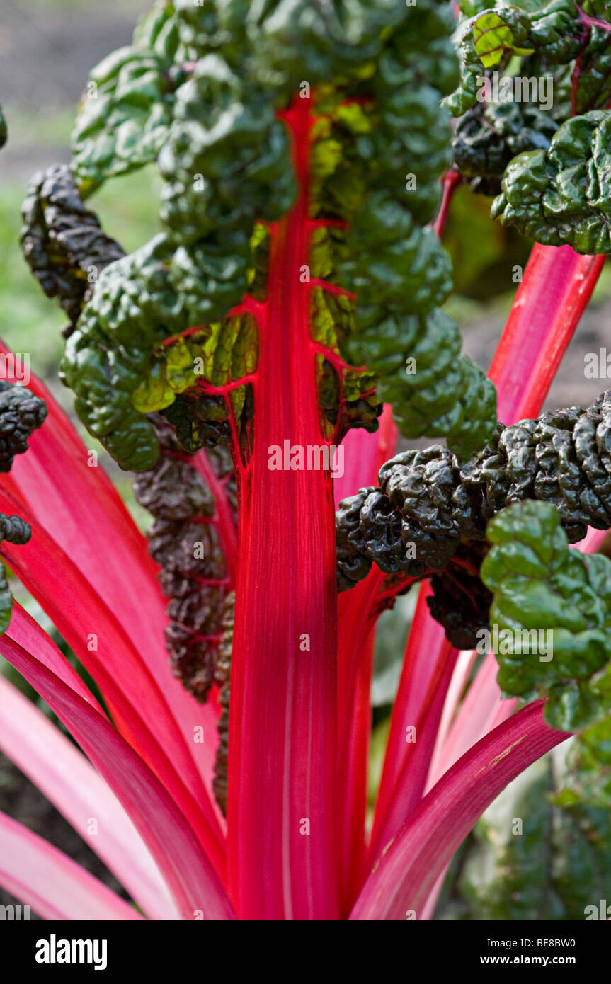 Rainbow chard plant hi-res stock photography and images - Alamy
