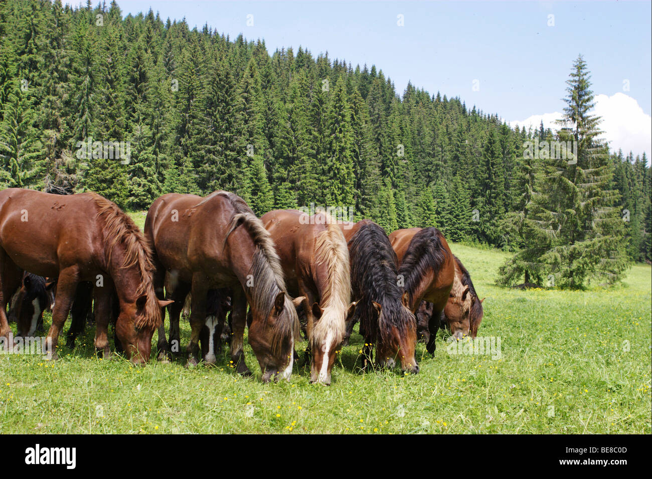Horses in Muranska planina. Slovakia Stock Photo - Alamy