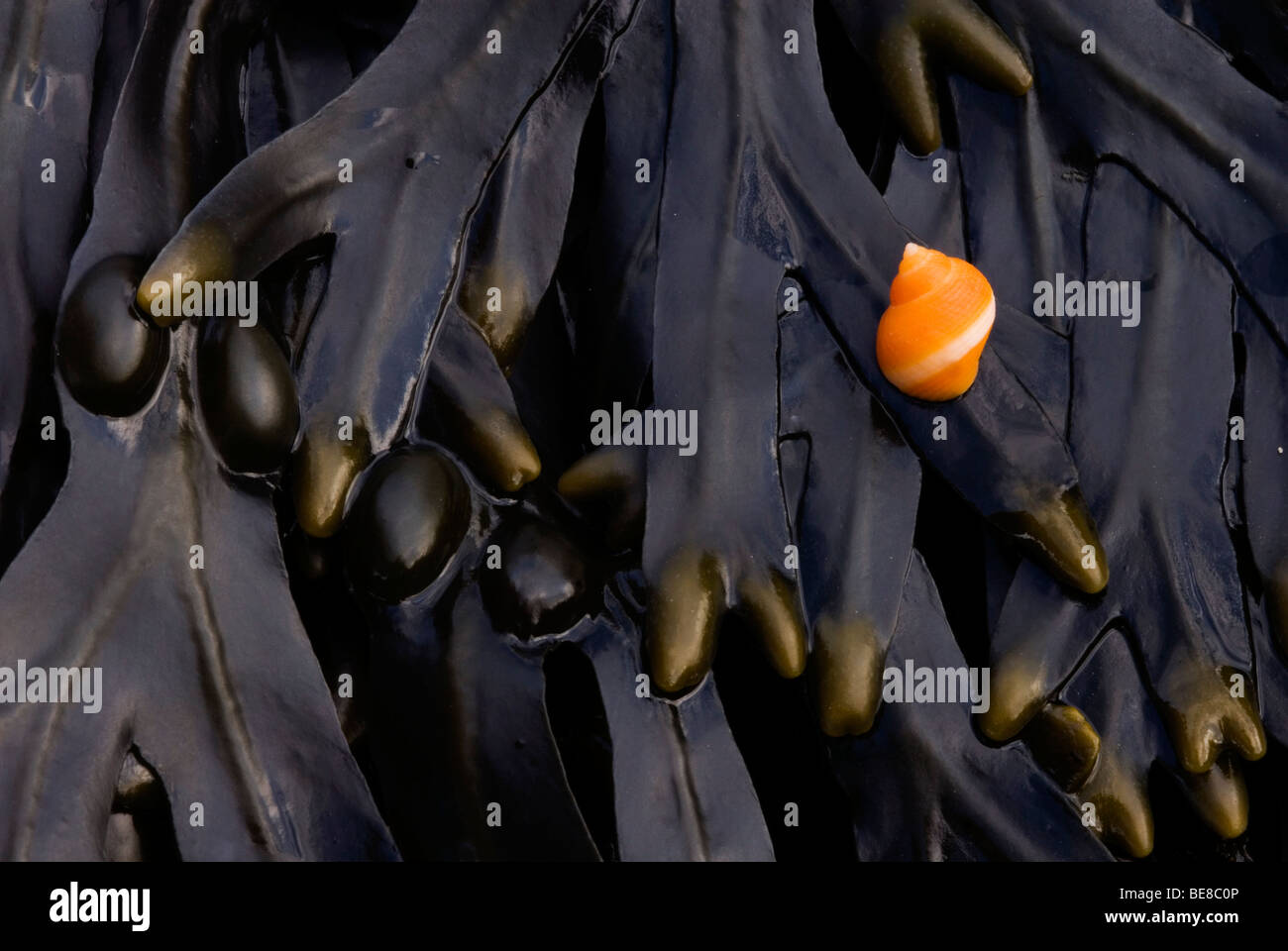 Ruwe alikruik complex hi-res stock photography and images - Alamy