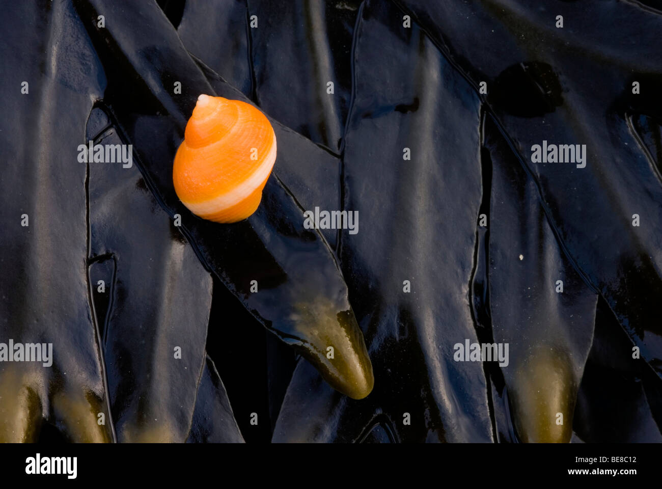 ruwe alikruik op blaaswier met laagwater; rough periwinkle on bladder ...
