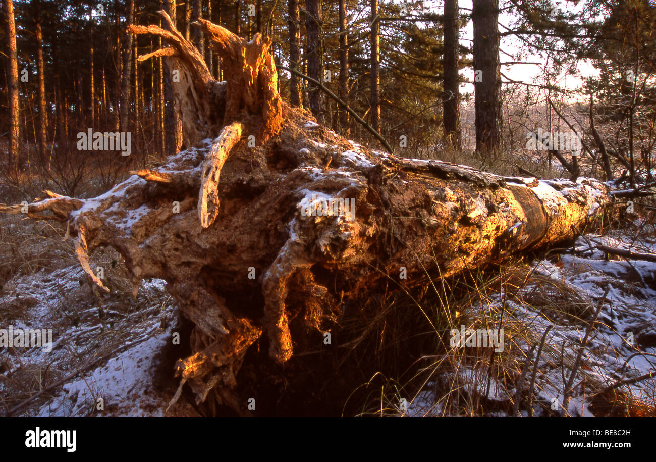 Naaldboom hi-res stock photography and images - Alamy