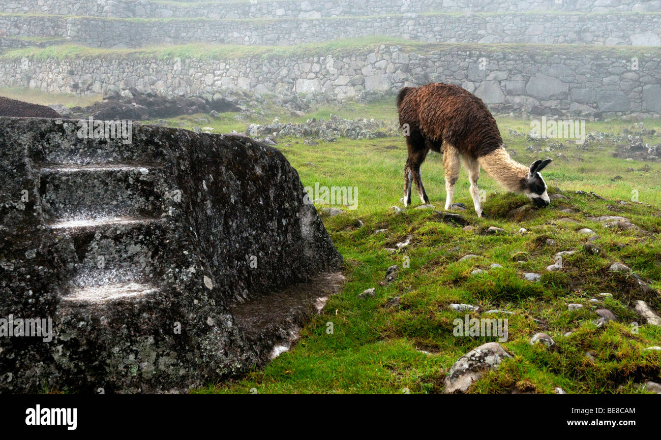"A llama feeding next to the steps of Funerary Rock at Machu Picchu ...