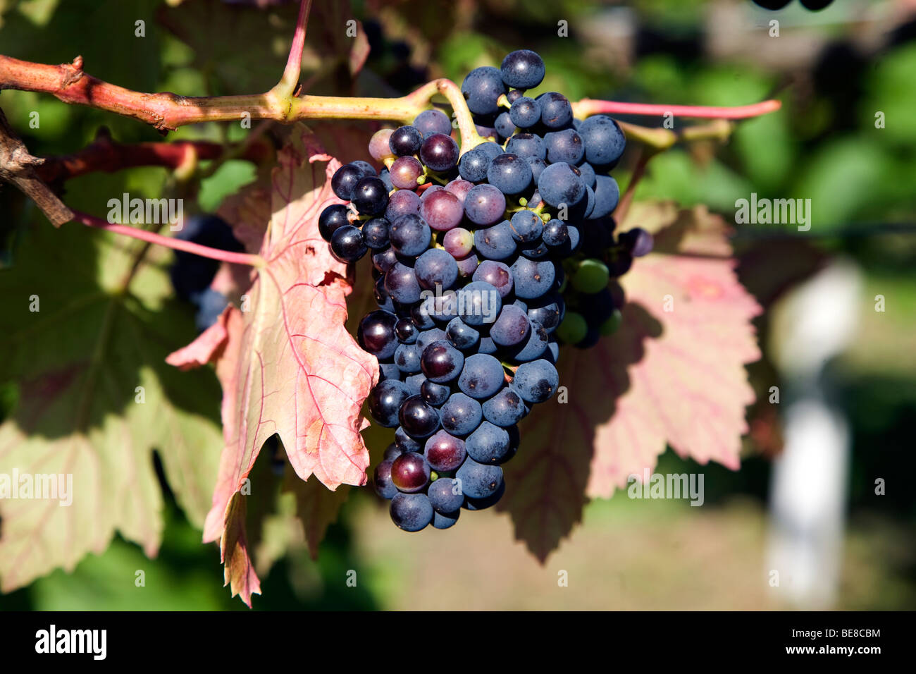 Types of vine hi-res stock photography and images - Alamy