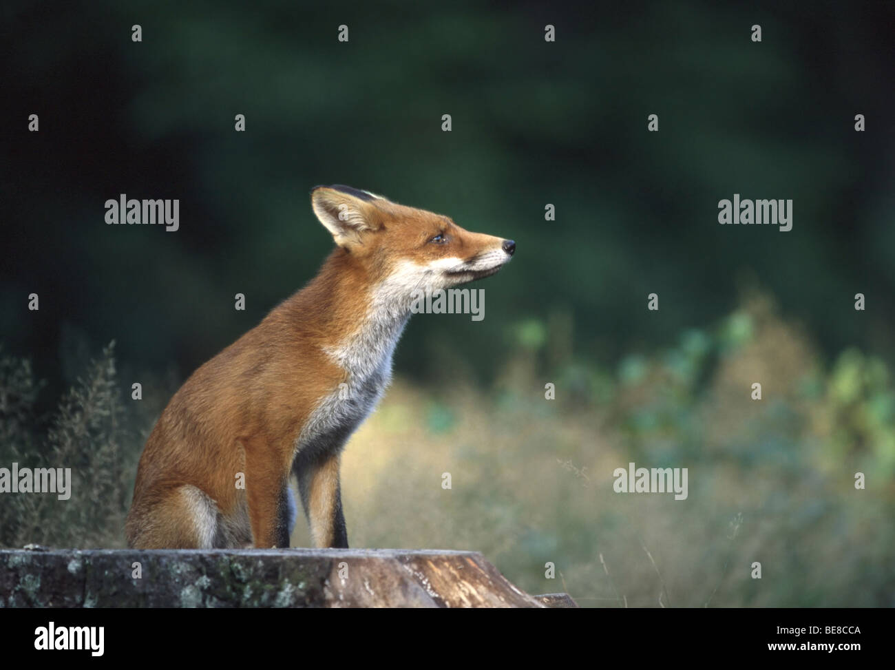 Vos (Vulpes vulpes), Europa Red fox (Vulpes vulpes), Europe Stock Photo ...