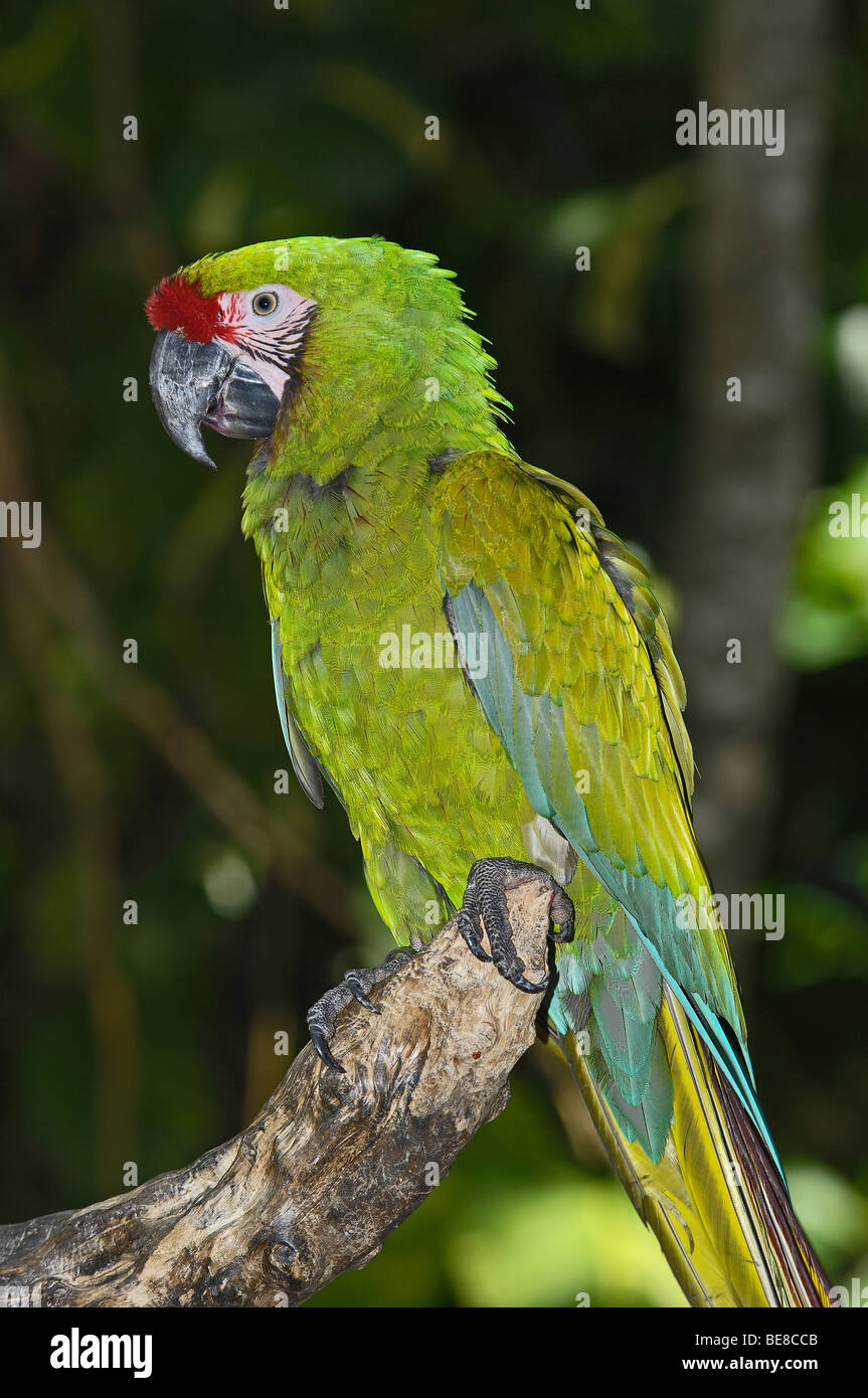 Great green Macaw (Ara ambigua). Xcaret . Playa del Carmen. Quintana ...