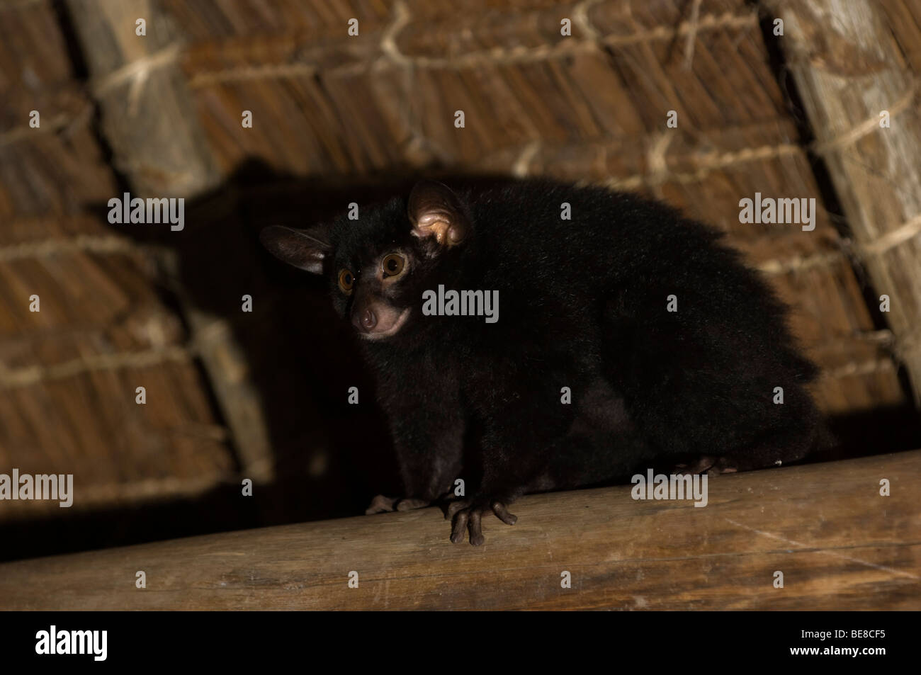 Melanistic Greater galago (Otolemur crassicaudatus), Maasai Mara ...