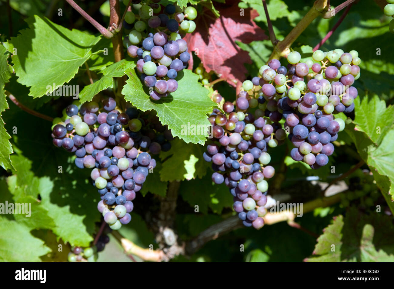 Bunches of rondo red grapes on vines, Shawsgate vineyard, Suffolk ...