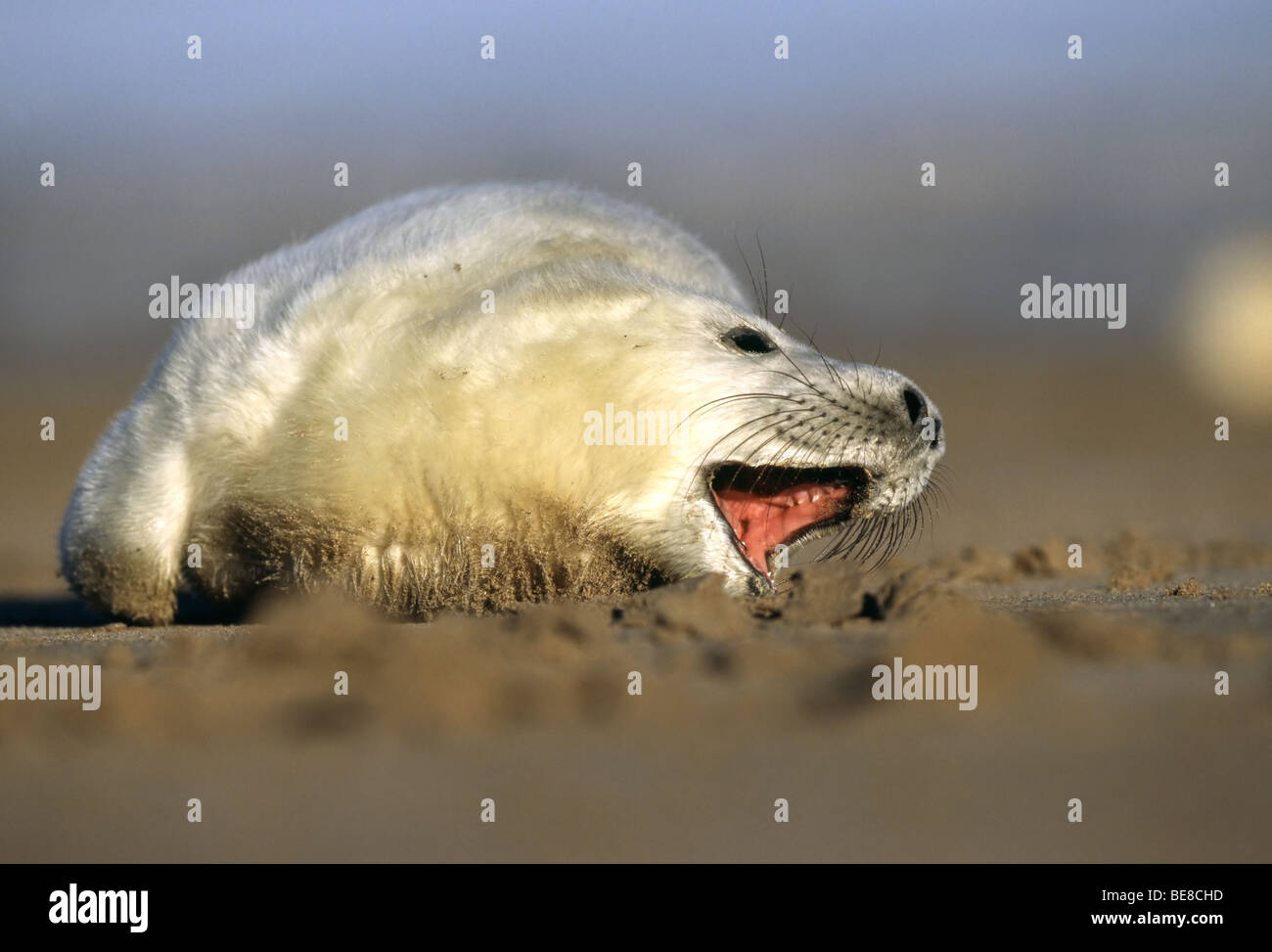 Zeehond hi-res stock photography and images - Alamy
