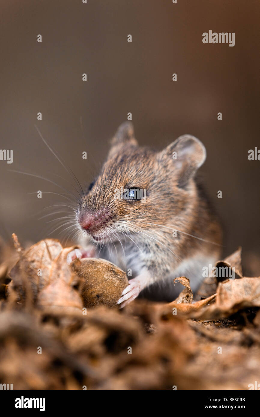 Wood mouse hi-res stock photography and images - Alamy