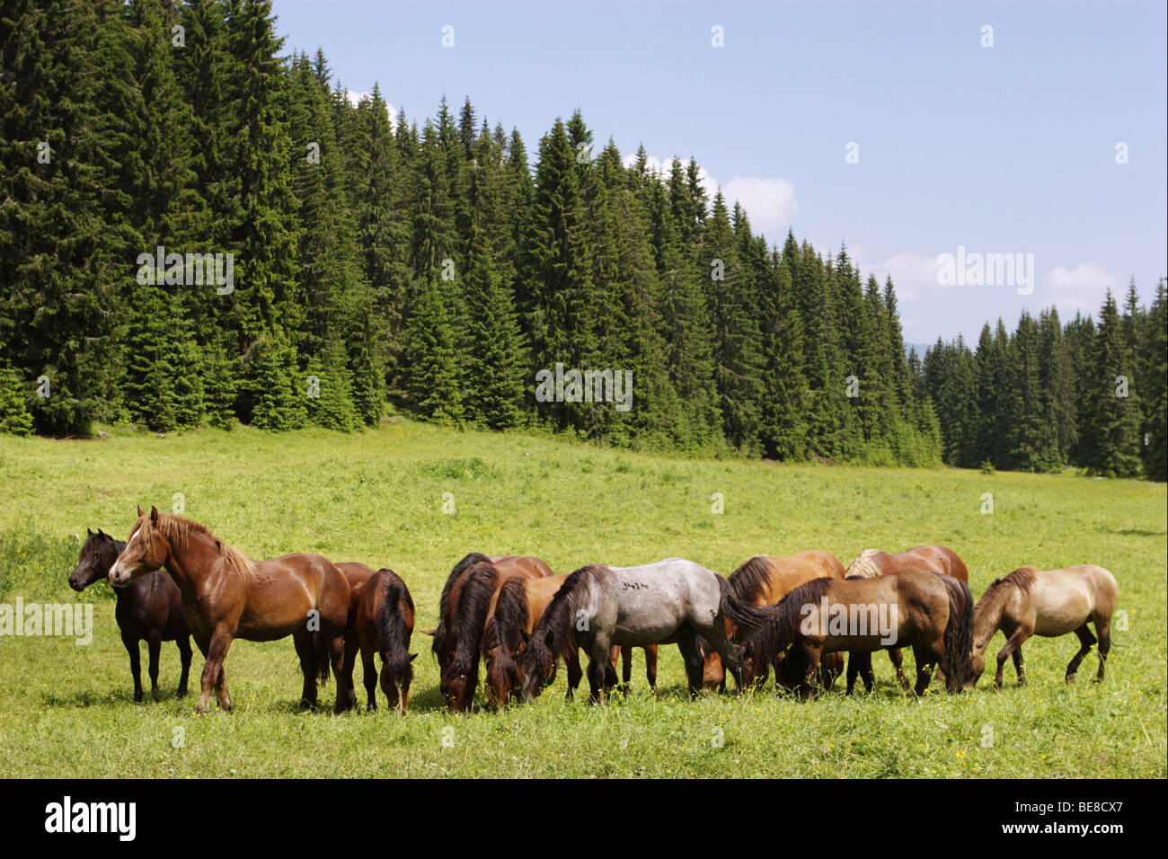 Horses in Muranska planina. Slovakia Stock Photo - Alamy